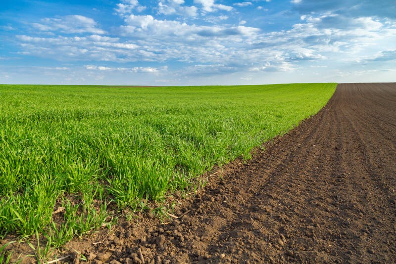 Field with sprouting crops stock image. Image of farm - 18117691