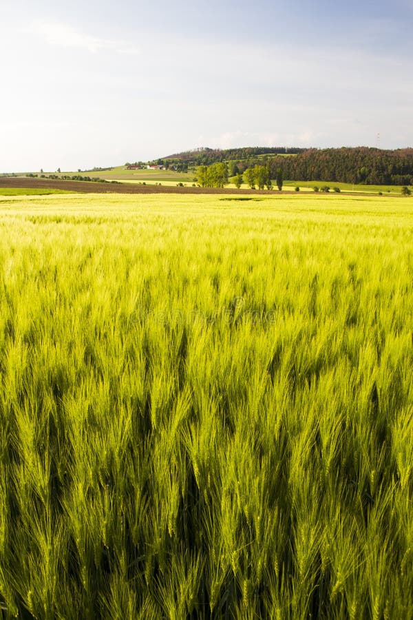 Green Wheat Field in Summer Sunny Day Wheater Stock Photo - Image of ...