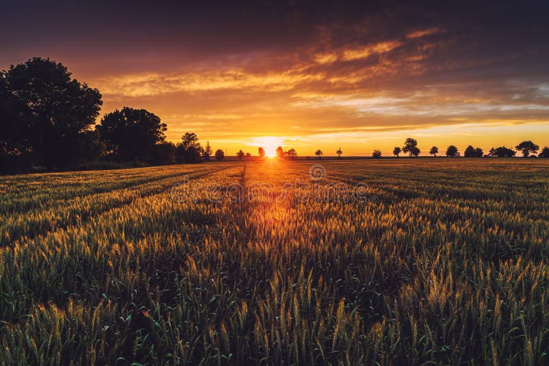 Green Wheat Field , Sunset Shot Stock Photo - Image of environment ...