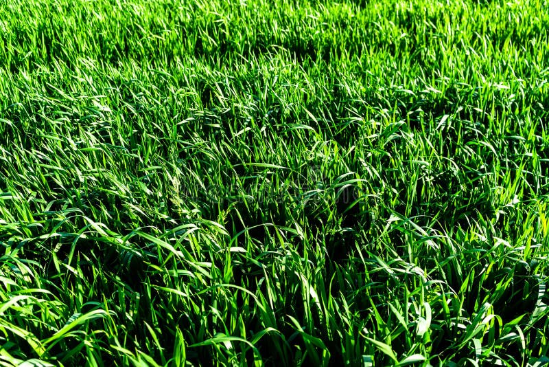 Green wheat field texture stock photo. Image of background - 266273392