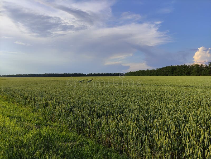 Tractor trail stock image. Image of grains, green, field - 904363