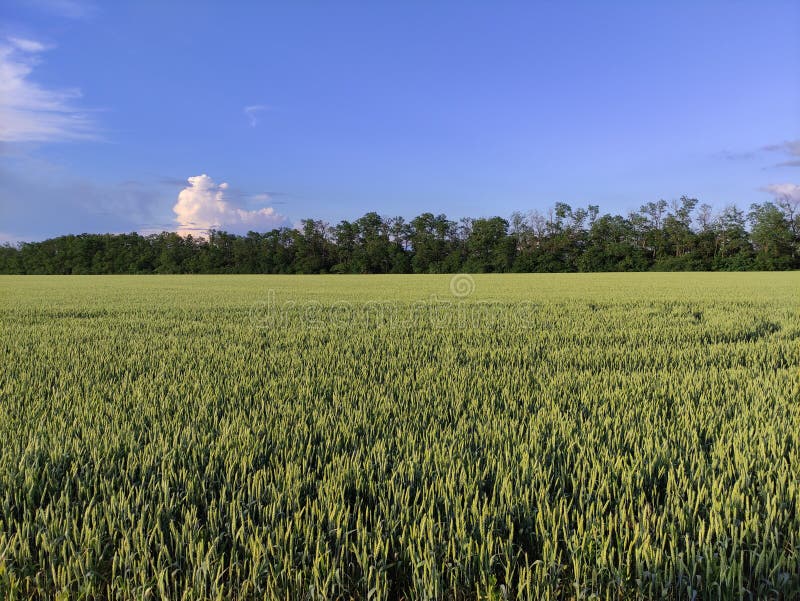 Tractor trail stock image. Image of grains, green, field - 904363