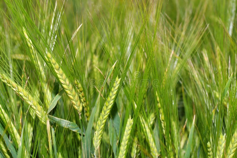 Wheat grass blades stock photo. Image of background, closeup - 4751696