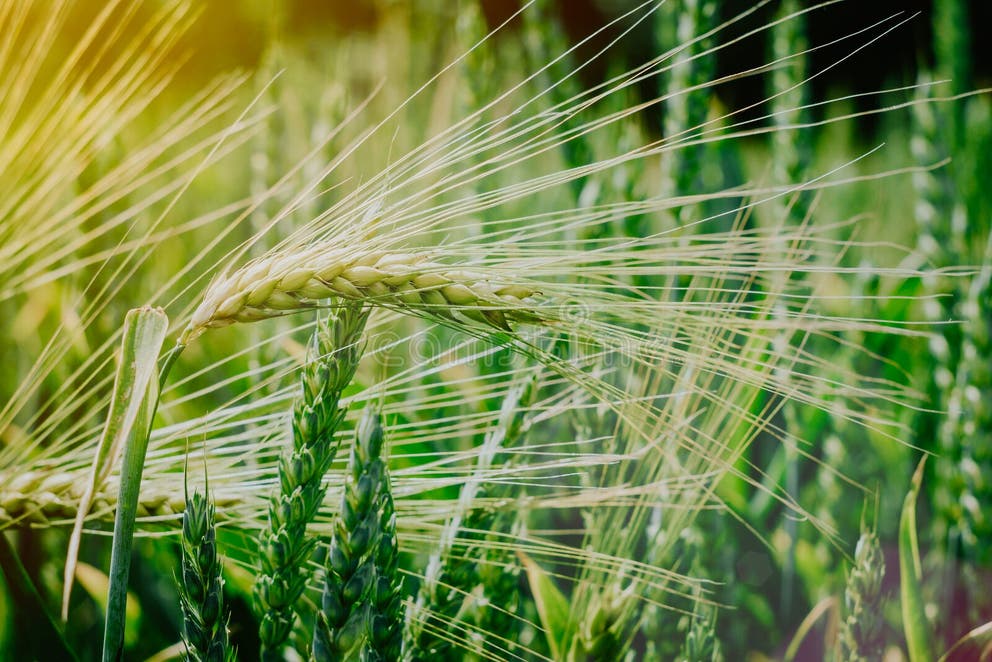 Green Wheat Filed in Evening Sun Light Stock Image - Image of health ...