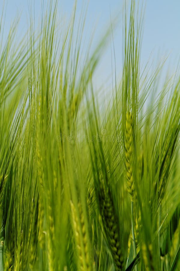 Green wheat stock image. Image of summer, plant, nonurban - 32528985