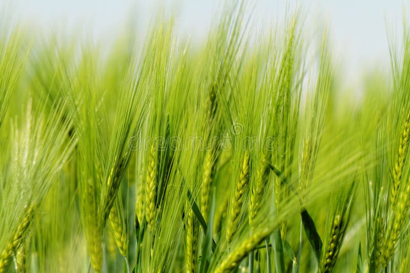 Green wheat stock image. Image of simplicity, nature - 32903575