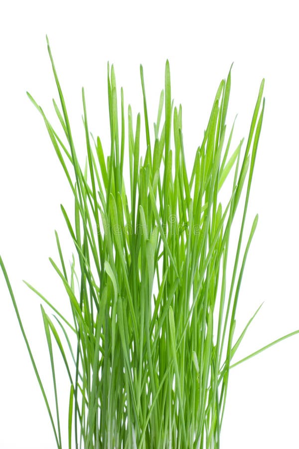 Green wheat grass stock photo. Image of backgrounds, nature - 28300046