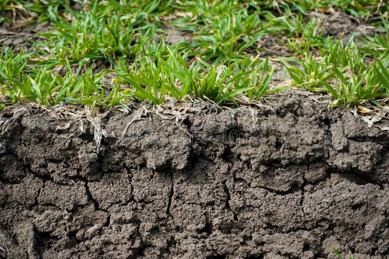 Wheat Grass, and a Slice of Soil, Plants after Winter, Dead Shoots ...