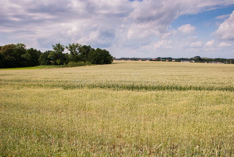 Green Wheat Growing in a Farm Field Stock Image - Image of plant, scene ...