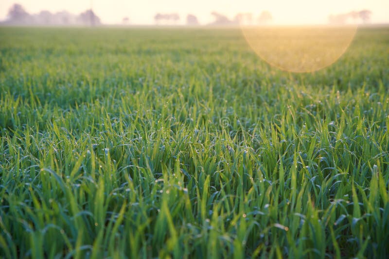 GREEN WHEAT GROWS, GRASS on FIELD Stock Photo - Image of grass, summer ...