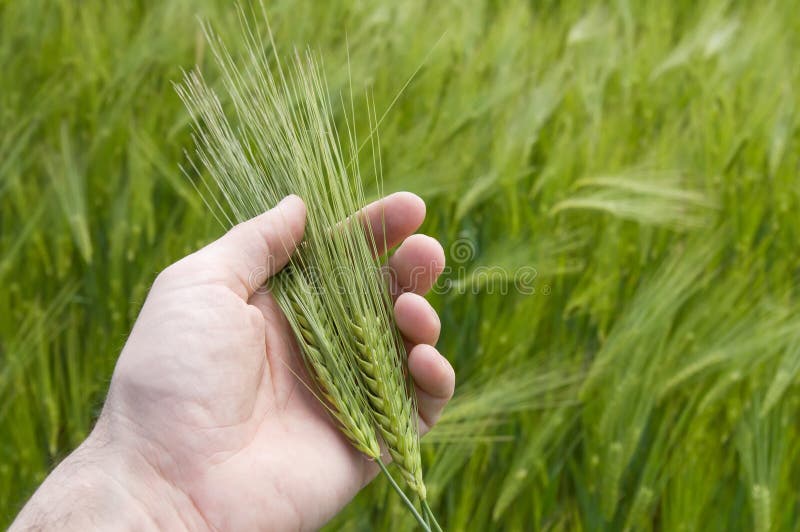 Green wheat in hand stock photo. Image of lawn, green - 18250740