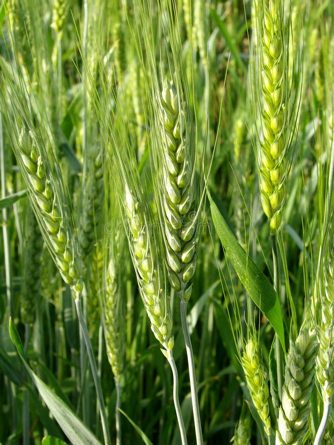 Green wheat plants stock photo. Image of landscape, season - 24981266