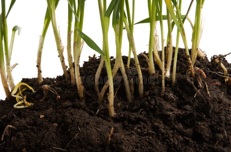 Green Wheat with Root Isolated Stock Image - Image of isolated, macro ...
