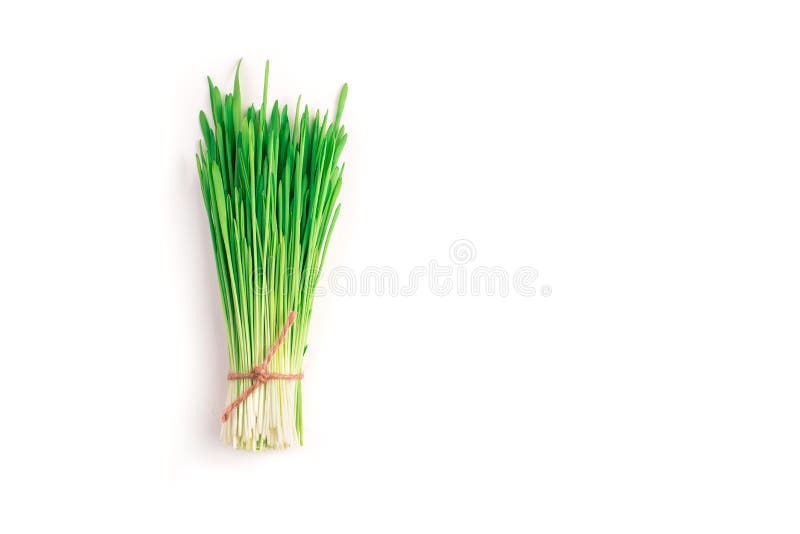 Green Wheat Shoots are Gathered in a Bundle and Tied with a Rope Thread ...