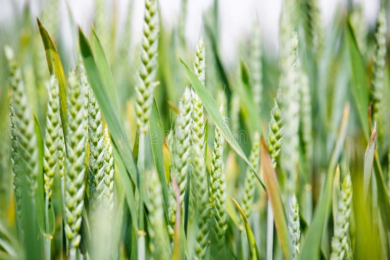 Green wheat in spring stock image. Image of outdoors - 40331423