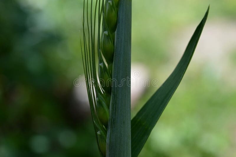 Wheat in the spring stock photo. Image of agriculture - 223282652