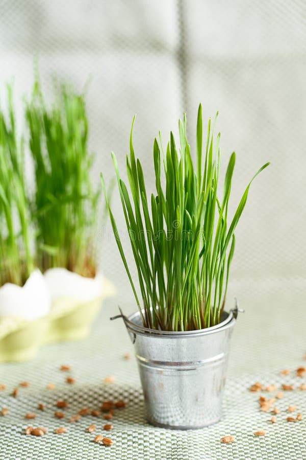 Green Wheat Sprouts. Easter Decorations. Easter Egg. Spring Composition ...