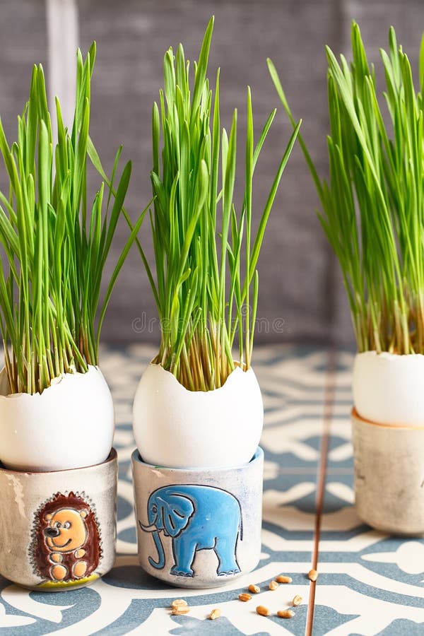 Green Wheat Sprouts. Easter Decorations. Easter Egg. Spring Composition ...