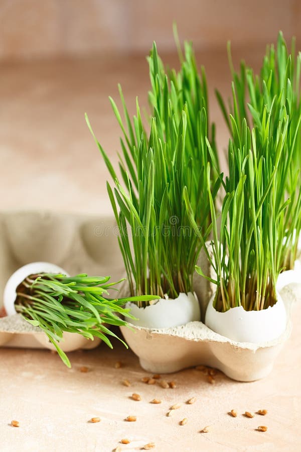 Green Wheat Sprouts. Easter Decorations. Easter Egg. Spring Composition ...