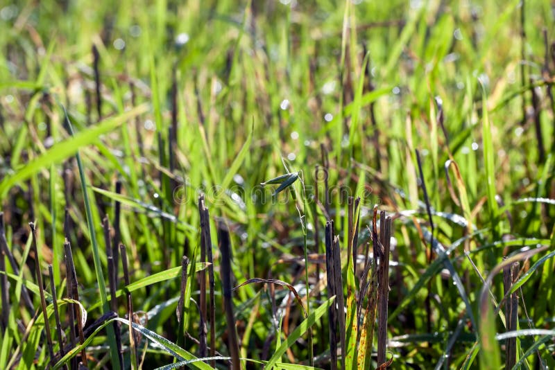 Wheat Sprouts after Rain, Water Drops on Wheat. Young Wheat or Grass ...