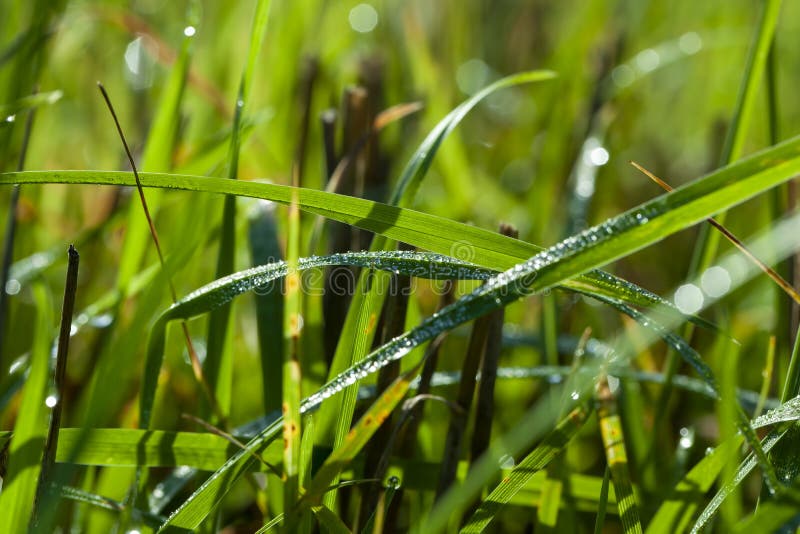 Green Wheat Sprouts in a Field with Water Drops after Rain Stock Photo ...