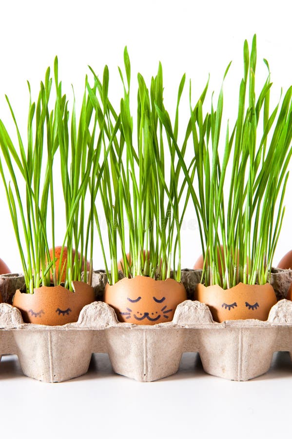 Green Wheat Sprouts Grow in an Eggshell with Drawings of Faces on a ...
