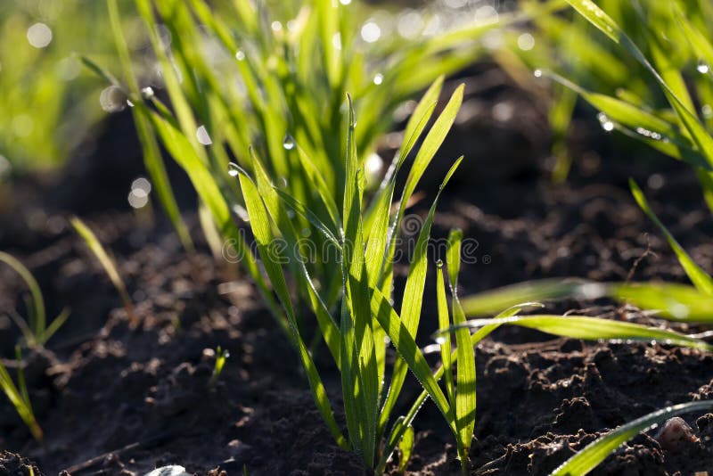 Wheat Sprouts after Rain, Water Drops on Wheat. Young Wheat or Grass ...