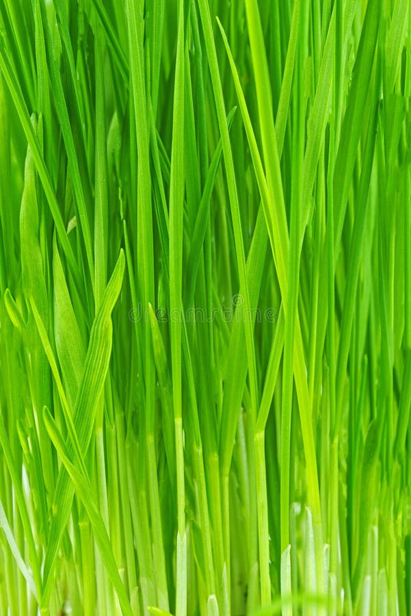 Green Wheat Sprouts .Spring Grass Stock Image - Image of white, spring ...