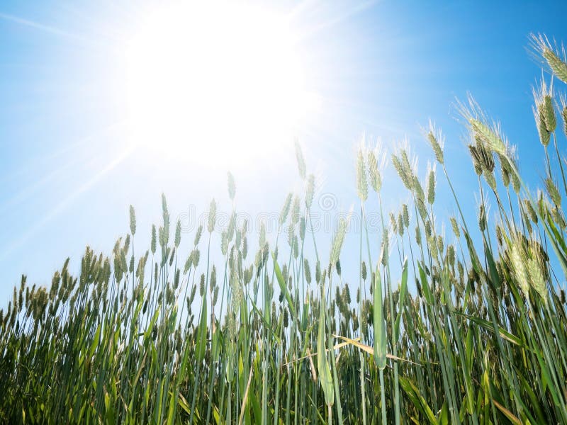 Sunset Above the Wheat Field Stock Photo - Image of field, harvest ...