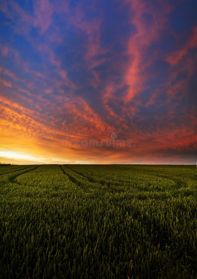 Green wheat in sunset stock photo. Image of color, outdoors - 37116544