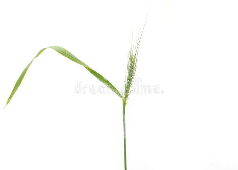 Green Wheat on a White Background. Macro Stock Image - Image of crop ...