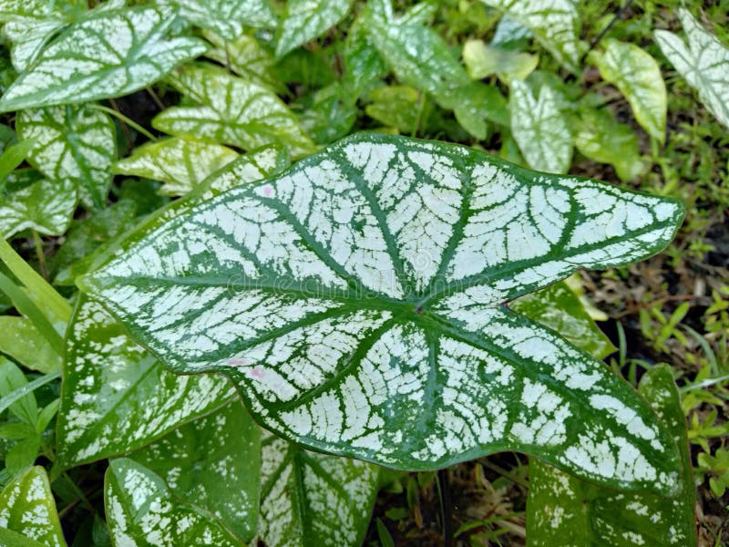 Green-white Caladium Varieties. Stock Image - Image of background ...