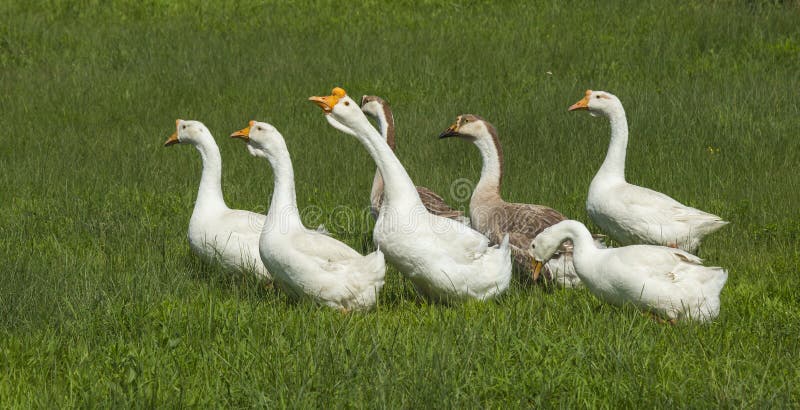On the green, white geese stock image. Image of green - 37697885