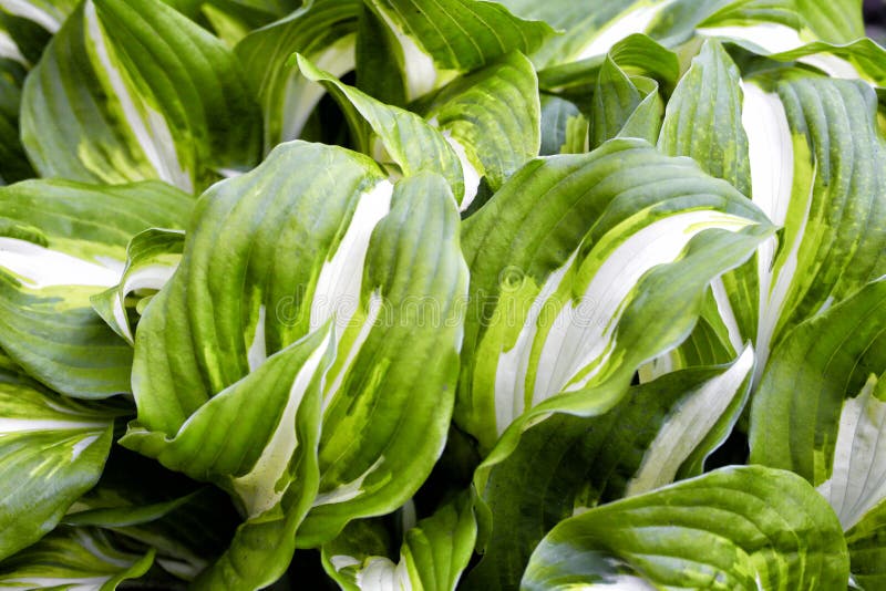 Green - White Host Leaves, Background Stock Photo - Image of growth ...