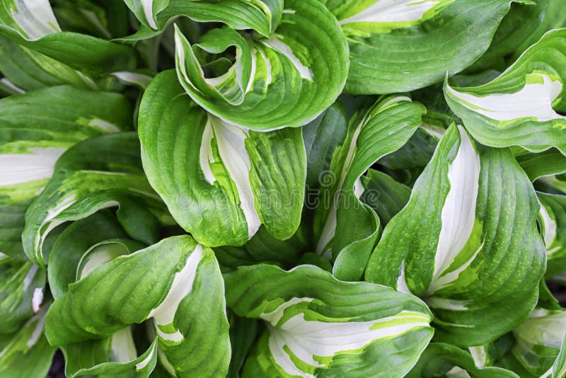 Green - White Host Leaves, Background Stock Image - Image of leaf ...