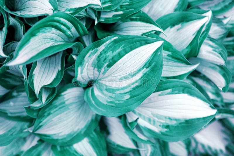 Green White Leaves Texture. Leaf Texture Background Stock Photo - Image ...