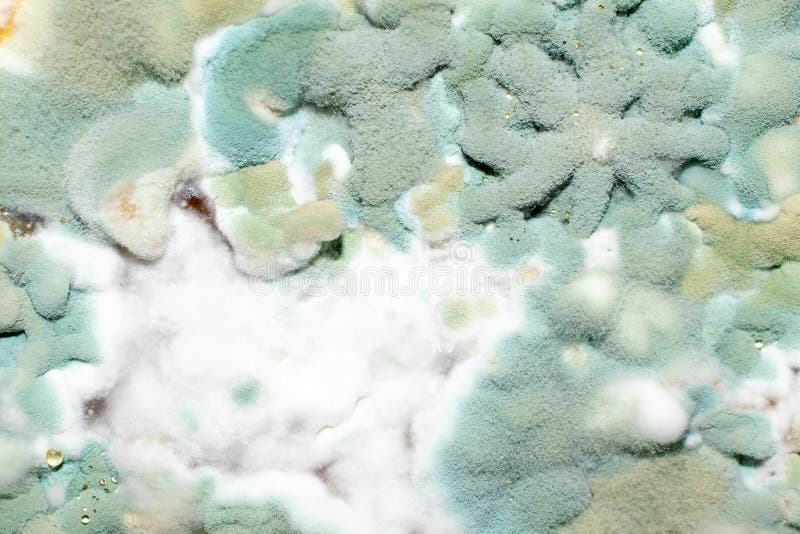 Mold. Macro Photo. Selective Focus. Top View Stock Image - Image of ...
