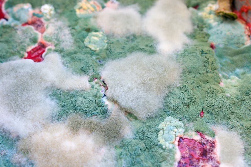 Green and White Mold. the Surface is Covered with Mold Stock Photo ...