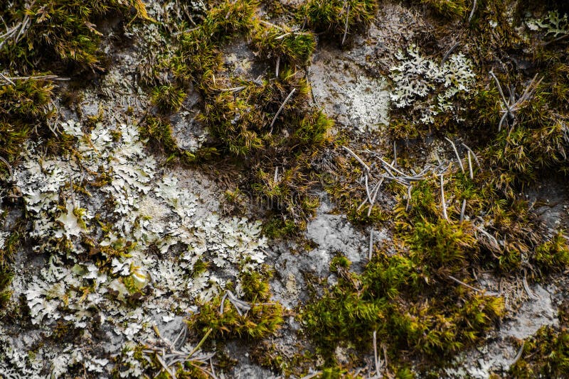 Green and White Moss is in Nature Stock Image - Image of rugged ...