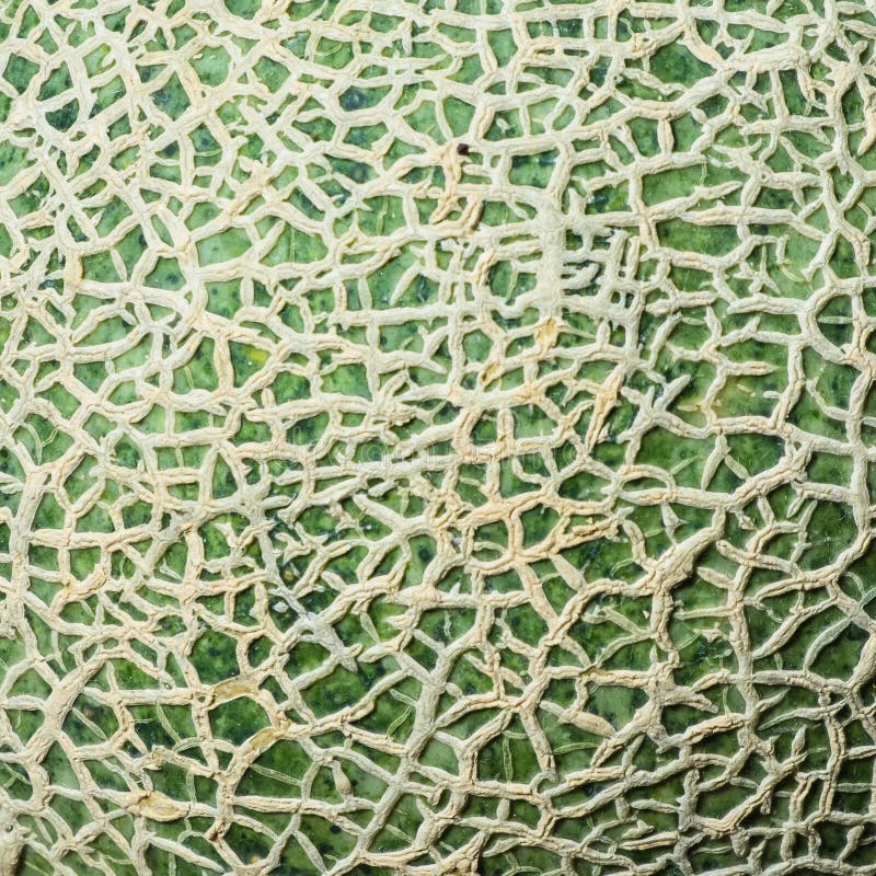 Green and White Pattern Melon Texture Stock Image - Image of nature ...