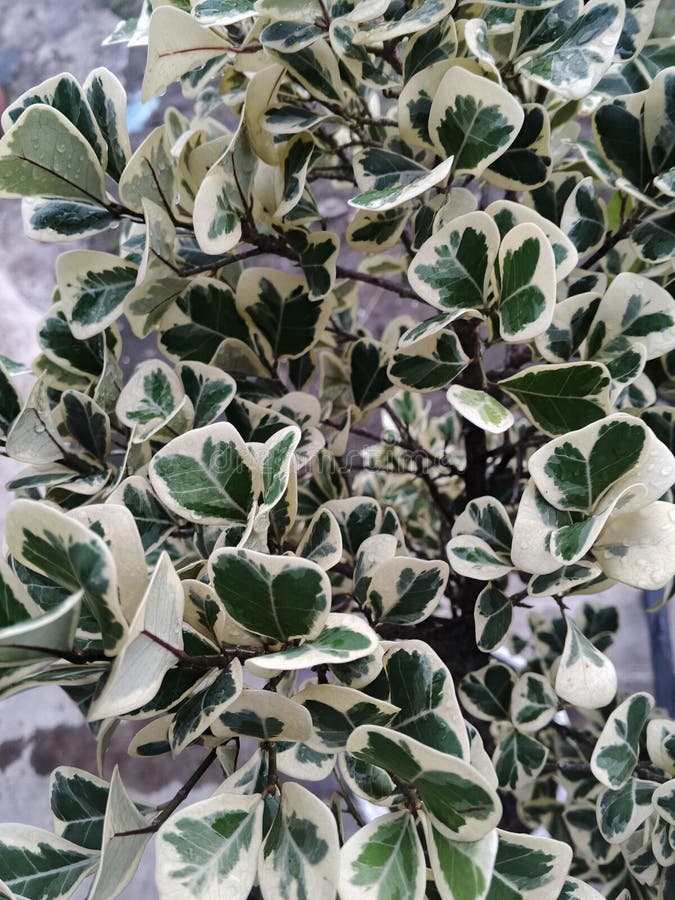 Green and White Patterned Leafy Flowering Tree Stock Photo - Image of ...