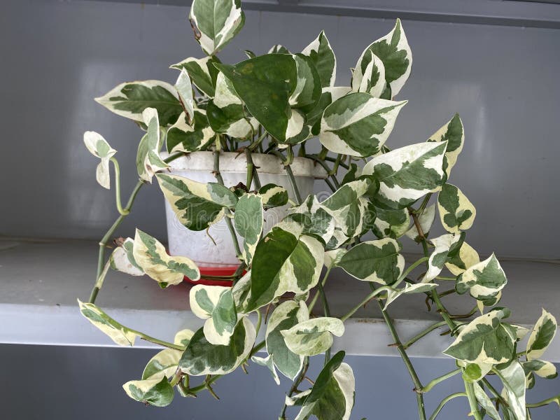 Green white pothos tree stock photo. Image of garden - 269551120
