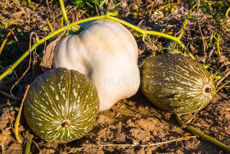 Green and white pumpkins stock photo. Image of plant - 127706568