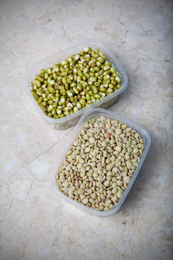 Small beans plant stock image. Image of surge, brown - 27914693