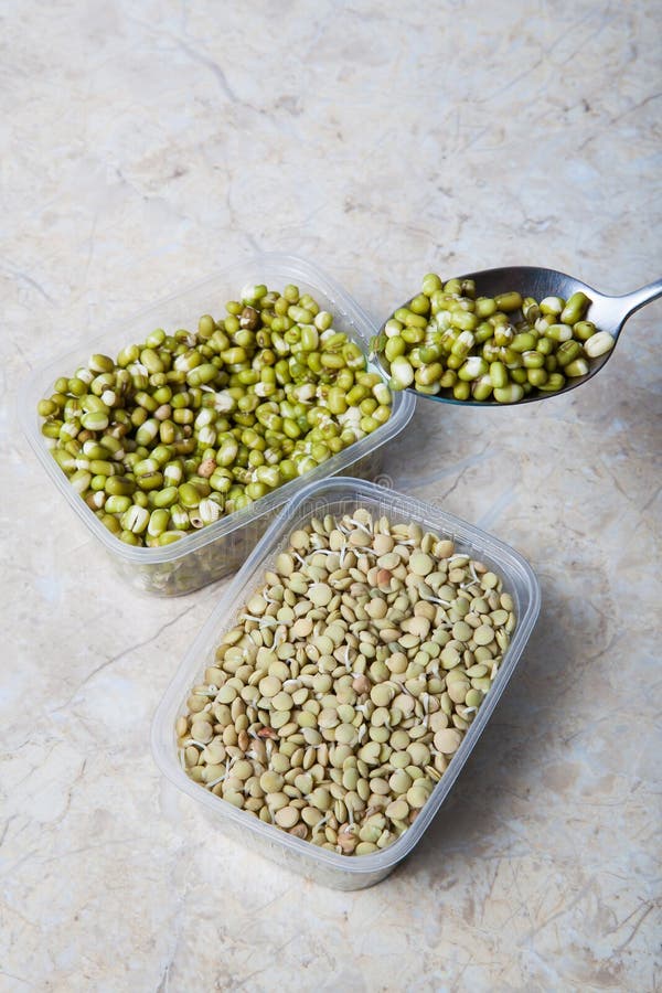 Small beans plant stock image. Image of surge, brown - 27914693
