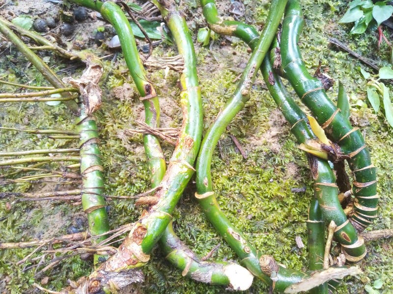 Green and white tree trunk stock image. Image of branch - 248968155