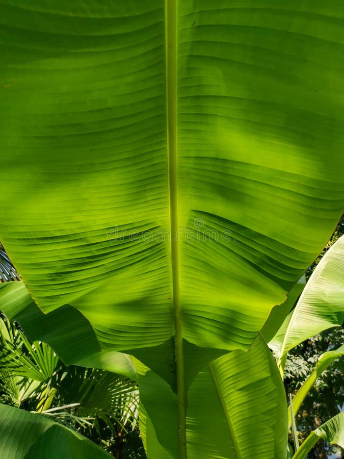 Green banana leaf stock photo. Image of tropical, leaf - 261064172
