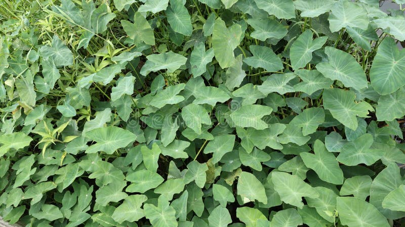 Attractive Plants with Wide Leaves Stock Photo - Image of greenleaf ...