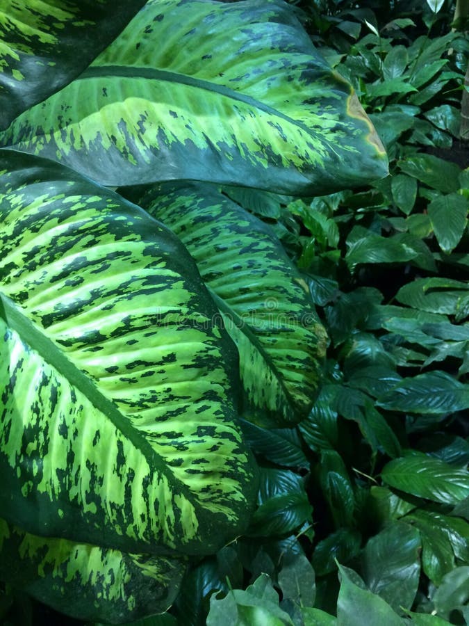 Green Wide Leaves HD Wallpaper Stock Image - Image of leaf, tropics ...