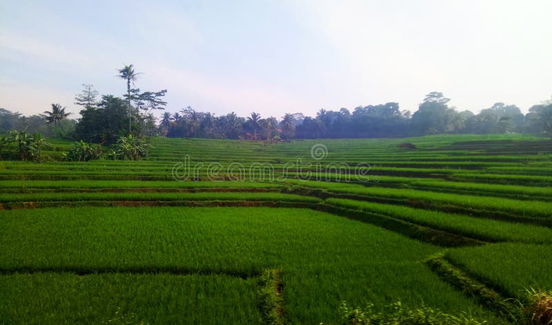 A Green and Wide Paddy Rice Field in the Morning in West Java ...